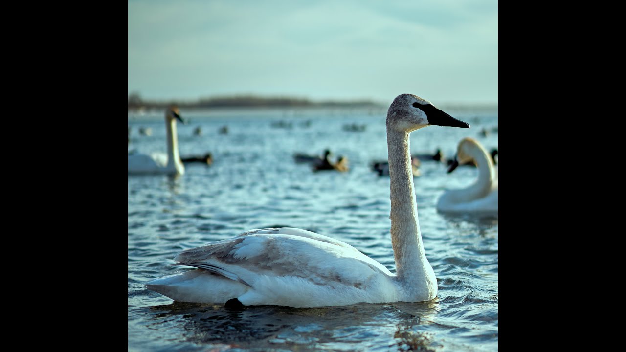 EP13 Trumpeter Swan - Bird Song - YouTube