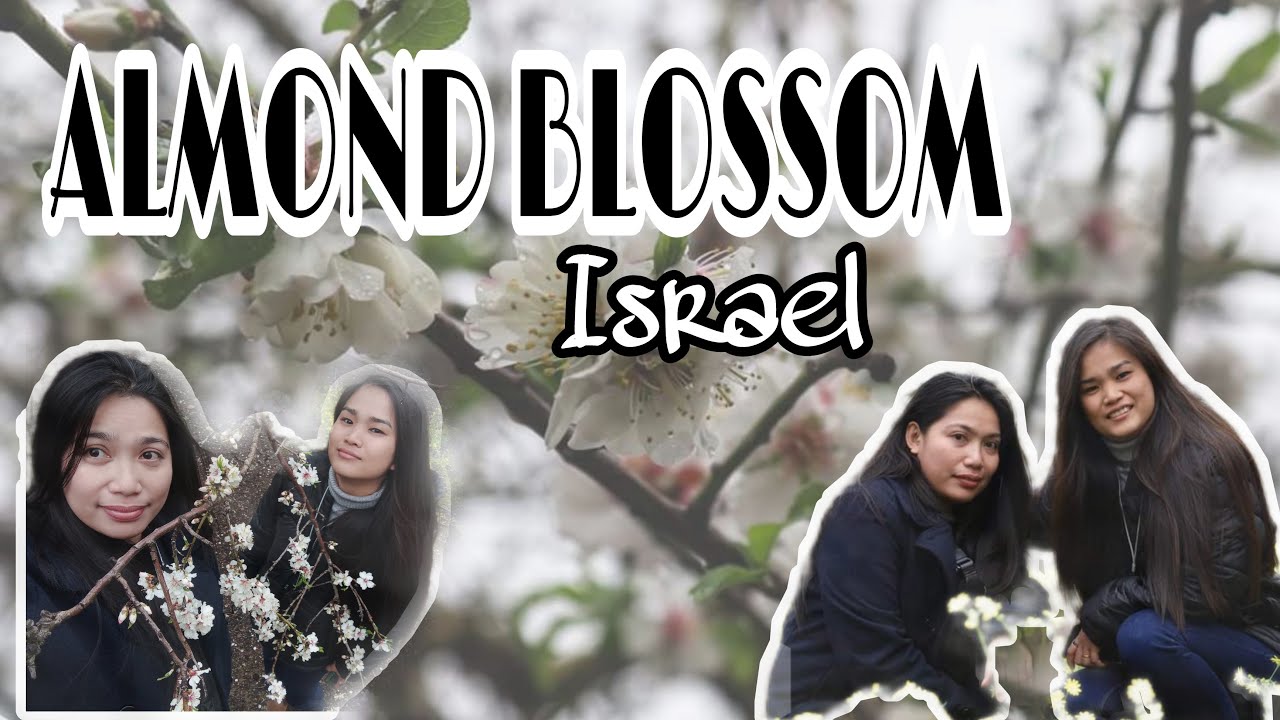 ALMOND BLOSSOM IN ISRAEL 2022|LeAh MaYo - YouTube