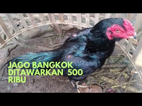 Intip transaksi ayam bangkok di pasar hewan Purbalingga – Ramai banget!