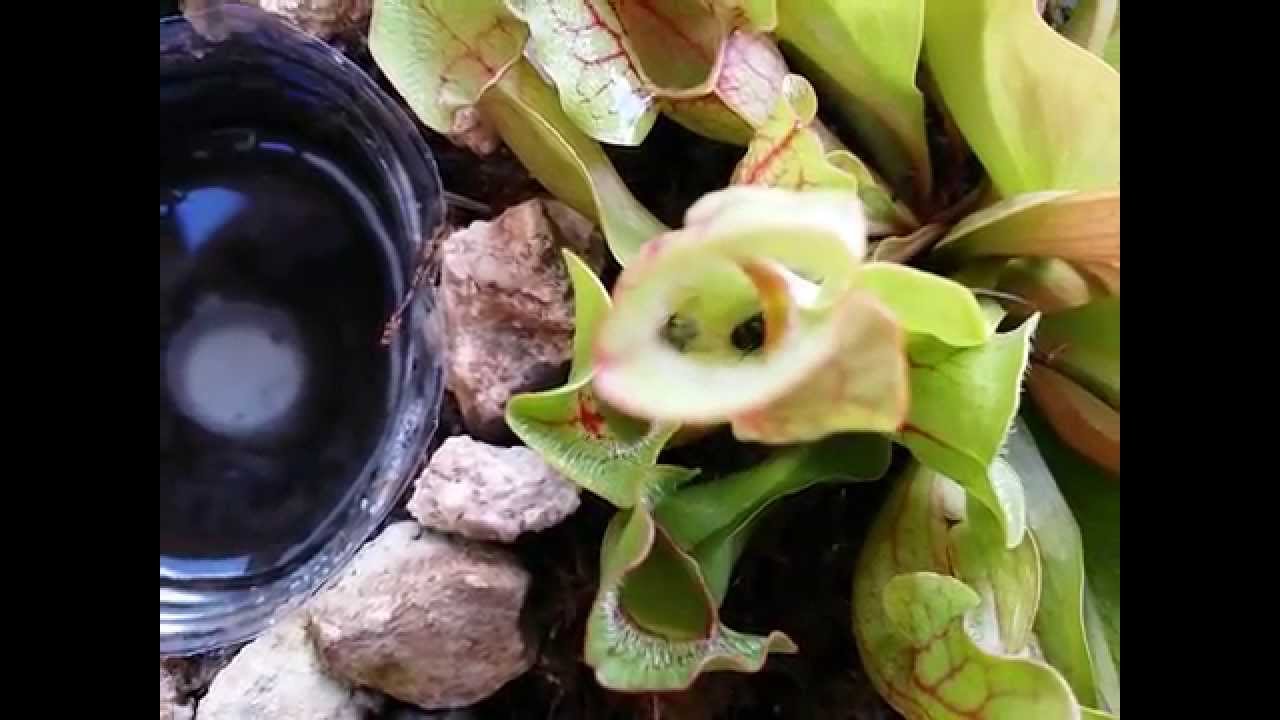 Homemade carnivorous mini bog - YouTube
