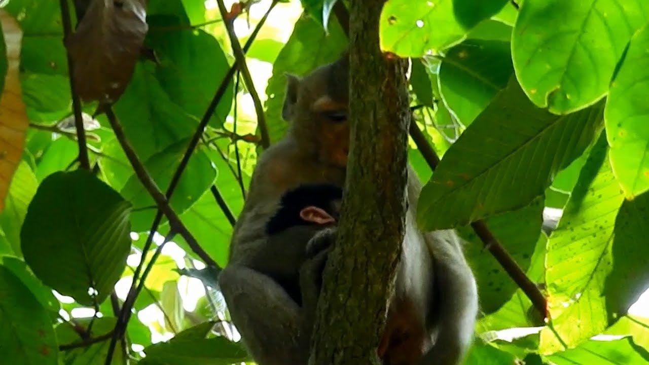 Princess is youngest monkey just gave birth , New and smallest monkey ...