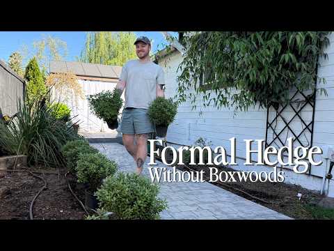 Planting a Boxwood Alternative Hedge & Supertunia Vista Bubblegum