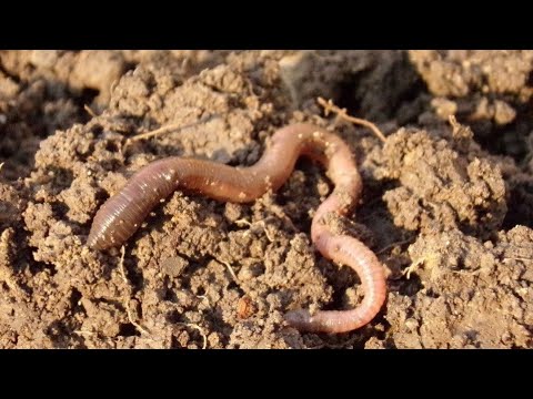 SCIENTIFIC NAME : EARTH WORM - YouTube