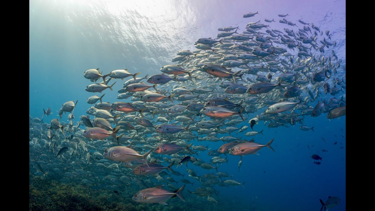 Tubbataha Reef Liveaboard with M/Y Dolphin - YouTube