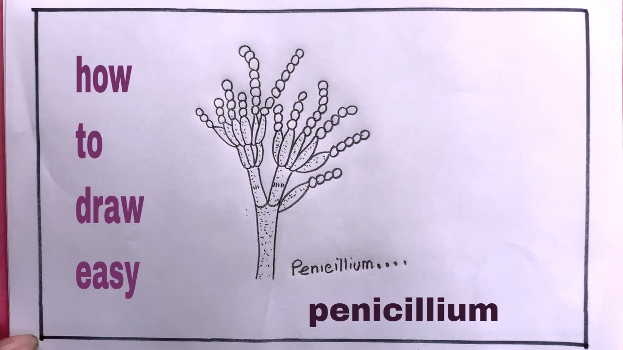 How To Draw Penicillium Easy/Penicillium Drawing - YouTube