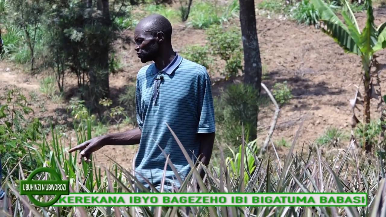UBUHINZI UBWOROZI INANASI - YouTube
