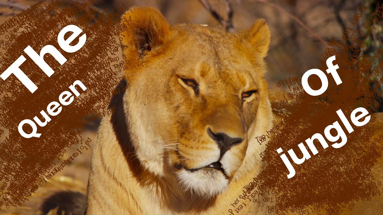Lioness..Queen of jungle | Lion | wild animal | Amazon wild life ...