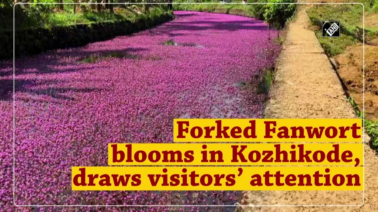 Forked Fanwort blooms in Kozhikode, draws visitors’ attention - YouTube