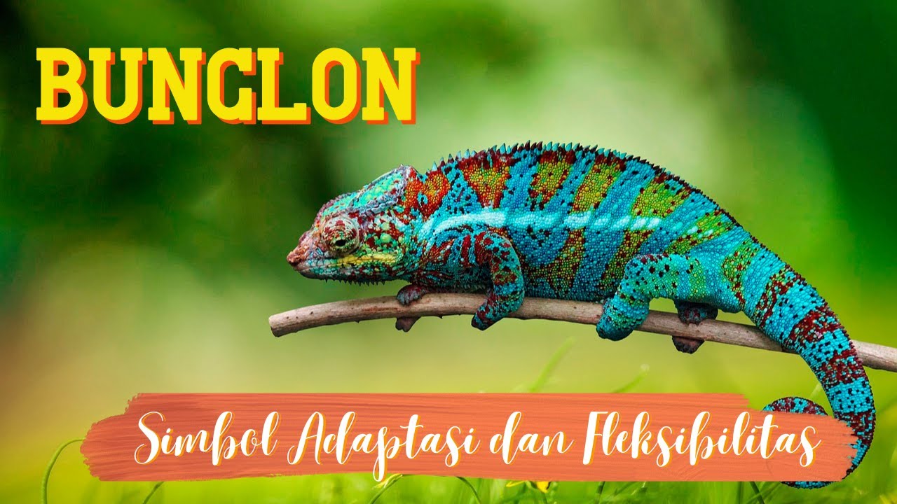 Bunglon Simbol Adaptasi dan Fleksibilitas - YouTube