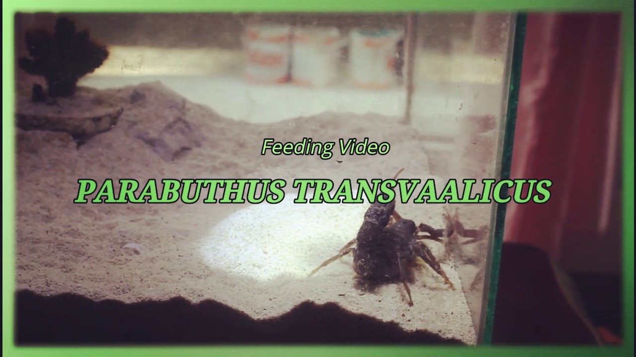 P. Trans scorpion - YouTube