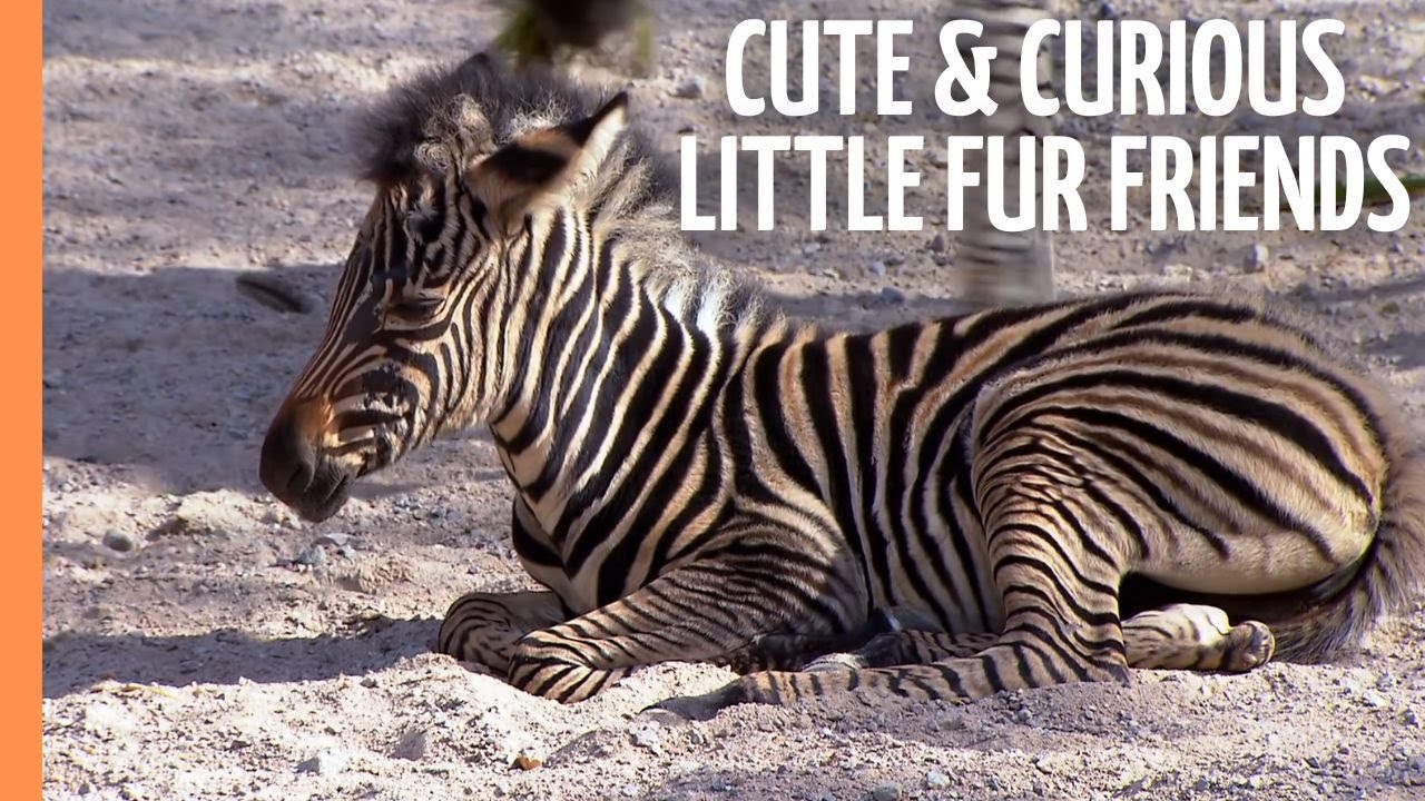 Cute Baby Zebra