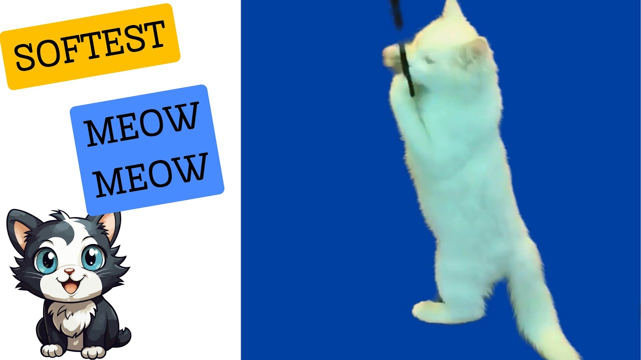 Softest Cute Meow Meow Sound - Cat Video - YouTube