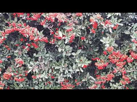 Baki Koroğlu park, cox gozel tebiet menzere yeni videolar ( mutleq izleyin )