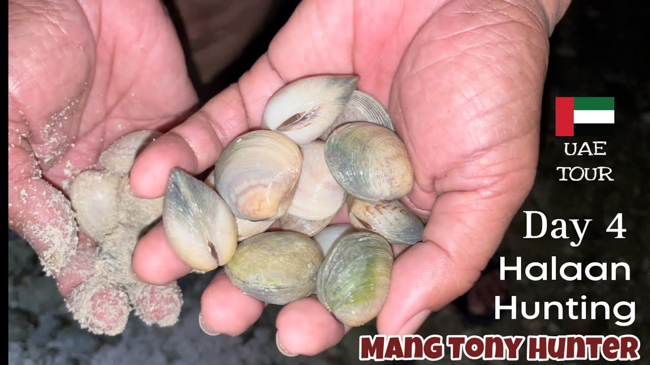 Day 4 - Halaan Hunting - Heart Island, Abu Dhabi, UAE. - YouTube