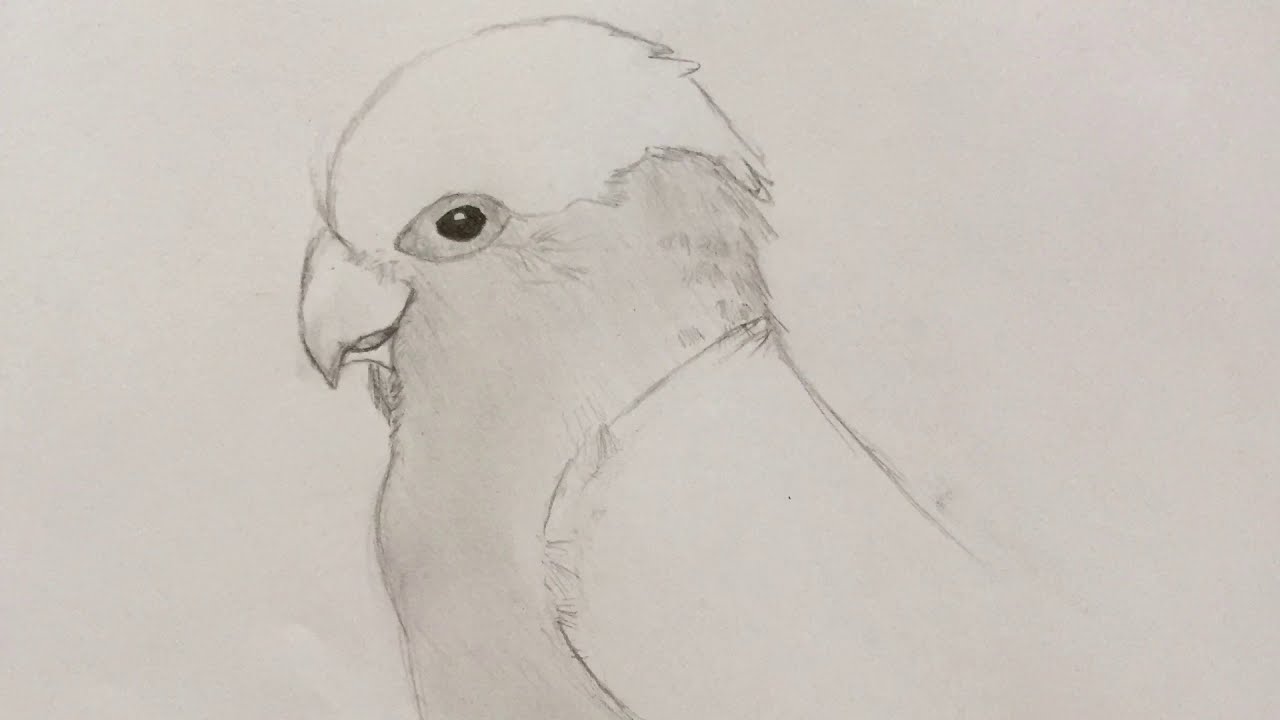 Drawing a Galah Cockatoo #shorts - YouTube