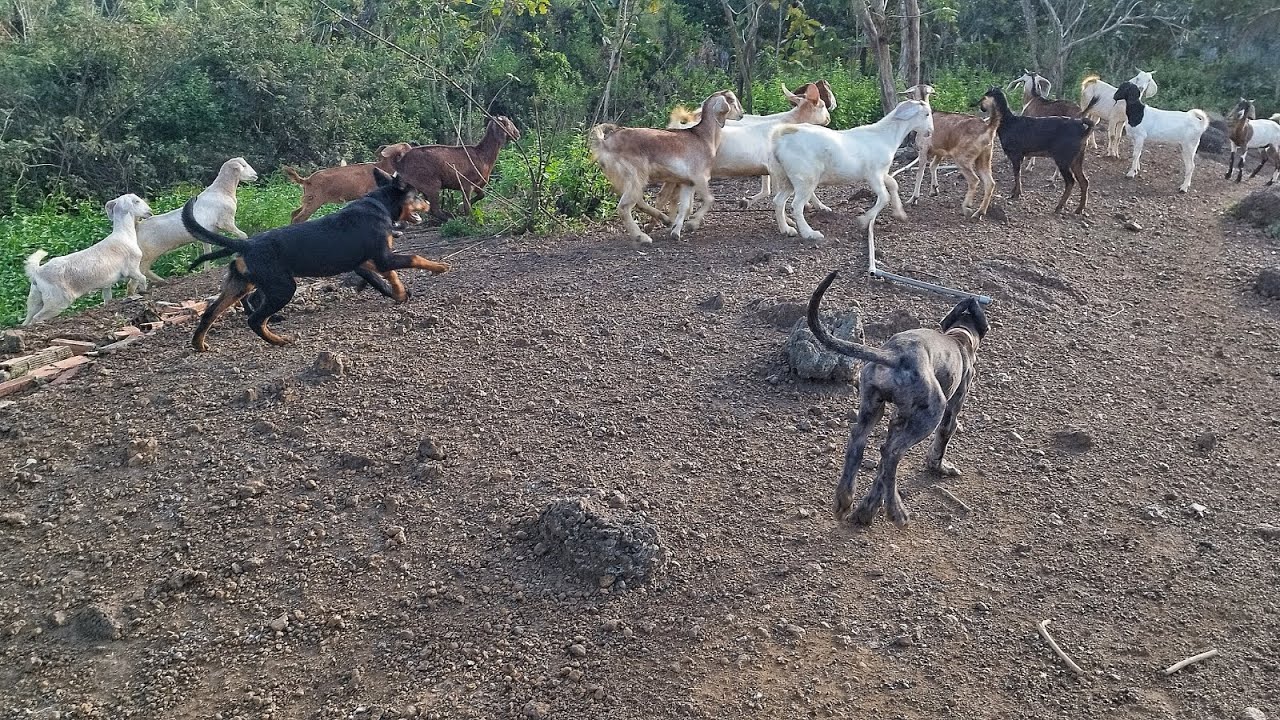 Chó Great Dane|Chó Rotweiler|Chó Bandog có hung dữ không?|BB's Farm ...