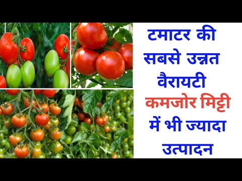टमाटर की सबसे उन्नत वैरायटी//seminis abhilash hybrid tomato seeds ...