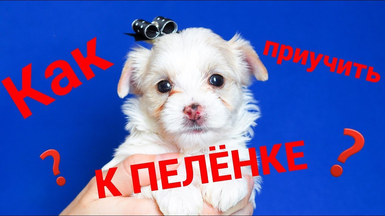 Как приучить щенка к пеленке / Питомник йоркширских терьеров / Щенок ...