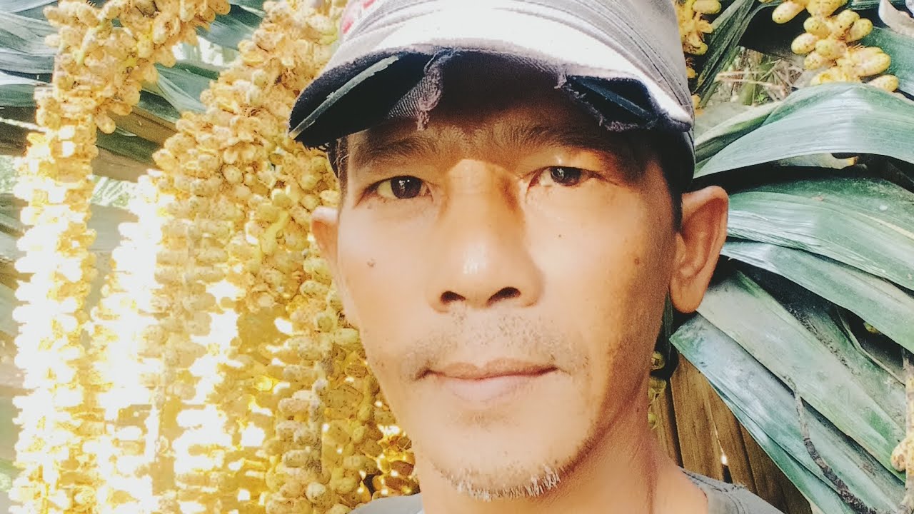 4 mayang dalam 1 pohon..meneteskan? - YouTube