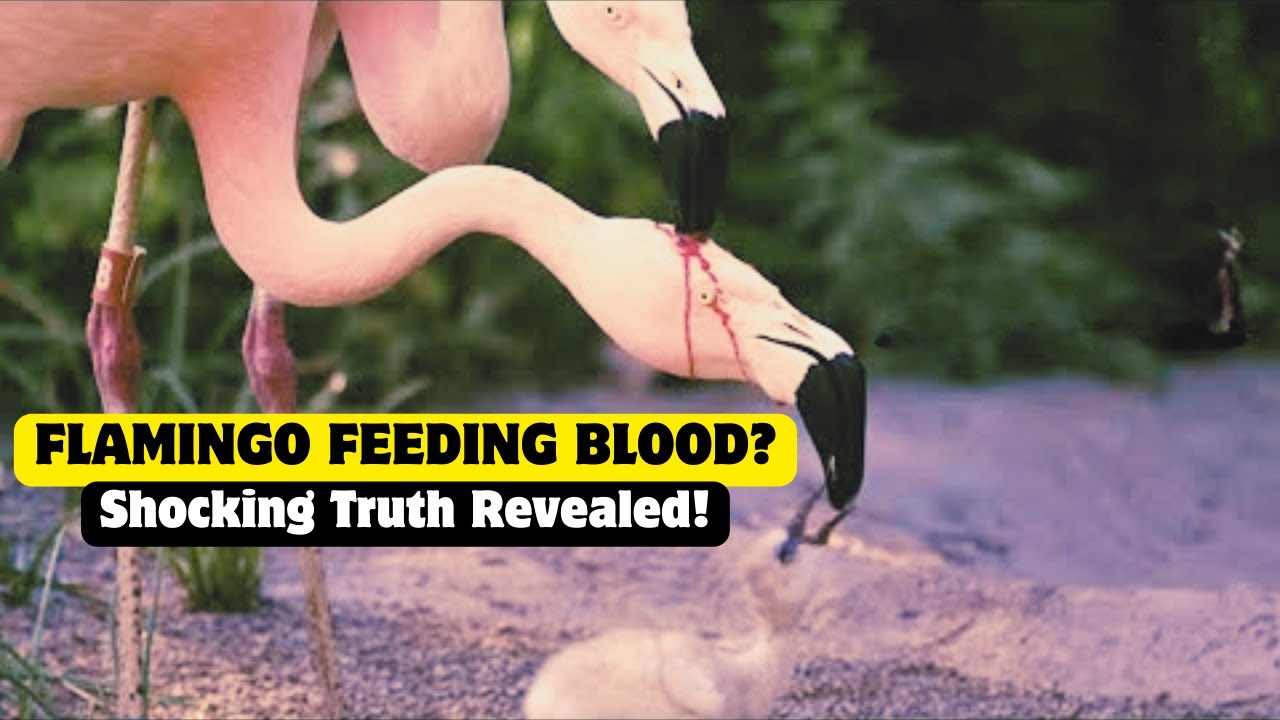 FLAMINGO FEEDING BLOOD?! Shocking Truth Revealed! #animals #flamingo ...