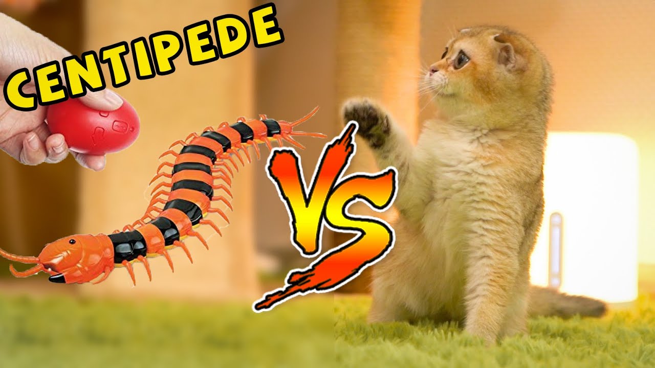 Cats vs Giant Centipede (The Happy Pets #23) - YouTube