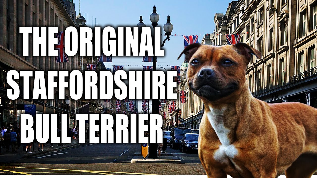 (REUPLOAD) THE STAFFORDSHIRE BULL TERRIER - A QUICK LOOK AT THE HISTORY ...