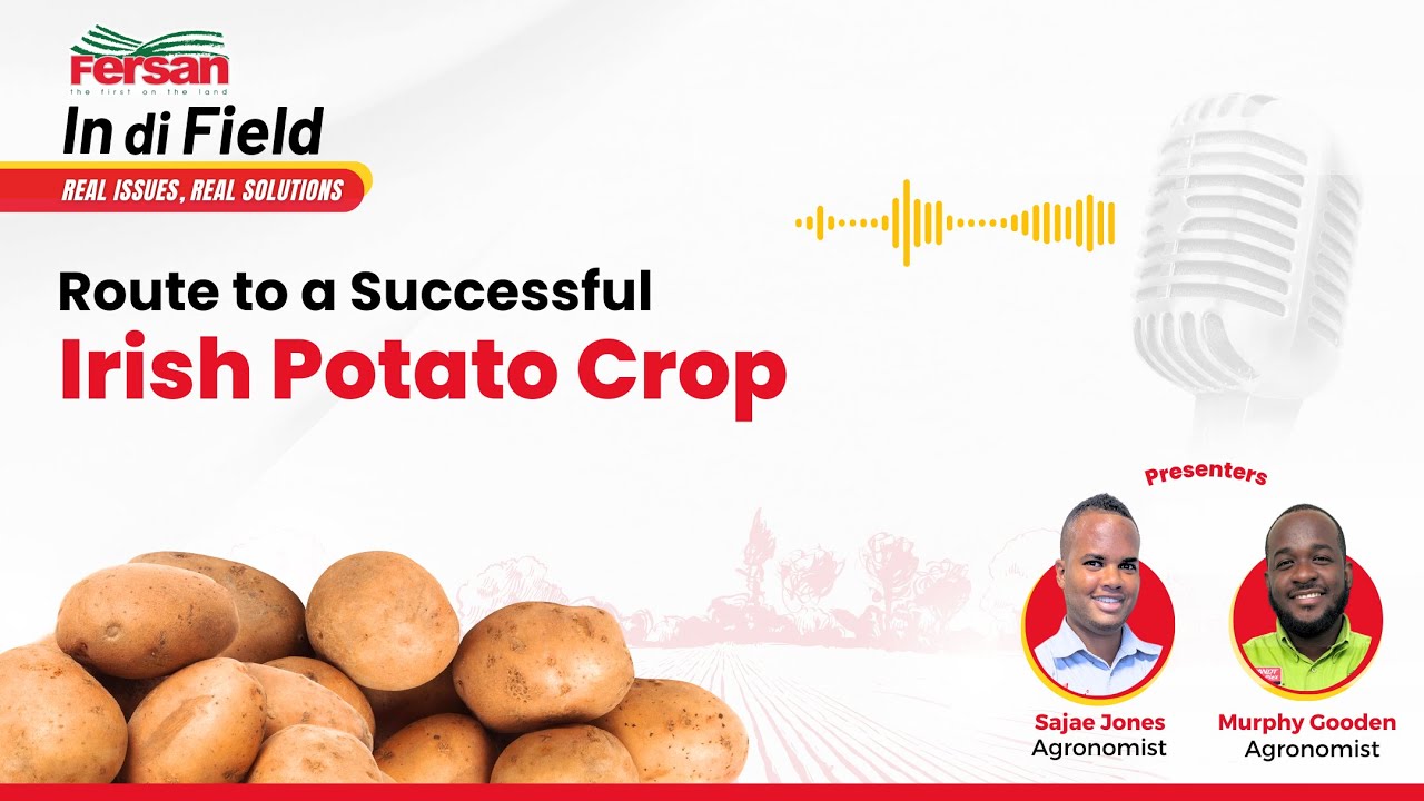 Route to a Successful Irish Potato Crop - YouTube