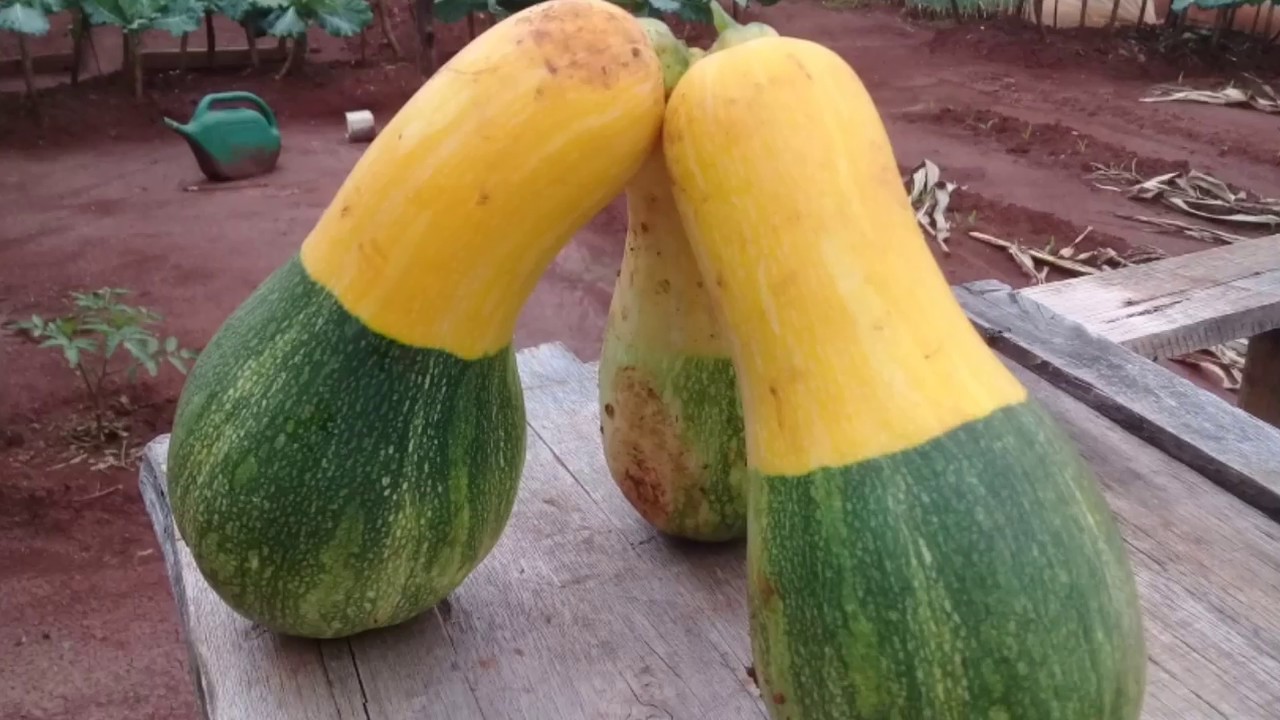 COLHEITA DE ABOBRINHA BRASILEIRA🥒 - YouTube
