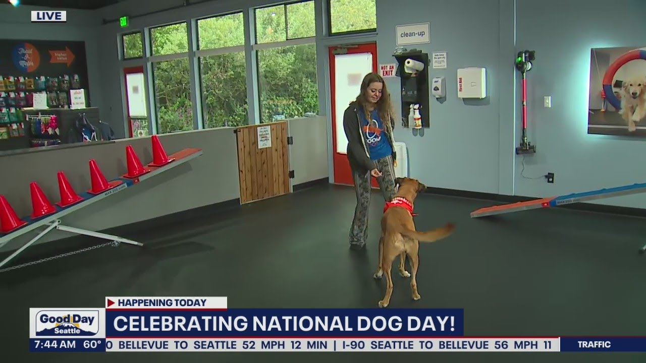 Good Day Seattle celebrates National Dog Day | FOX 13 Seattle - YouTube
