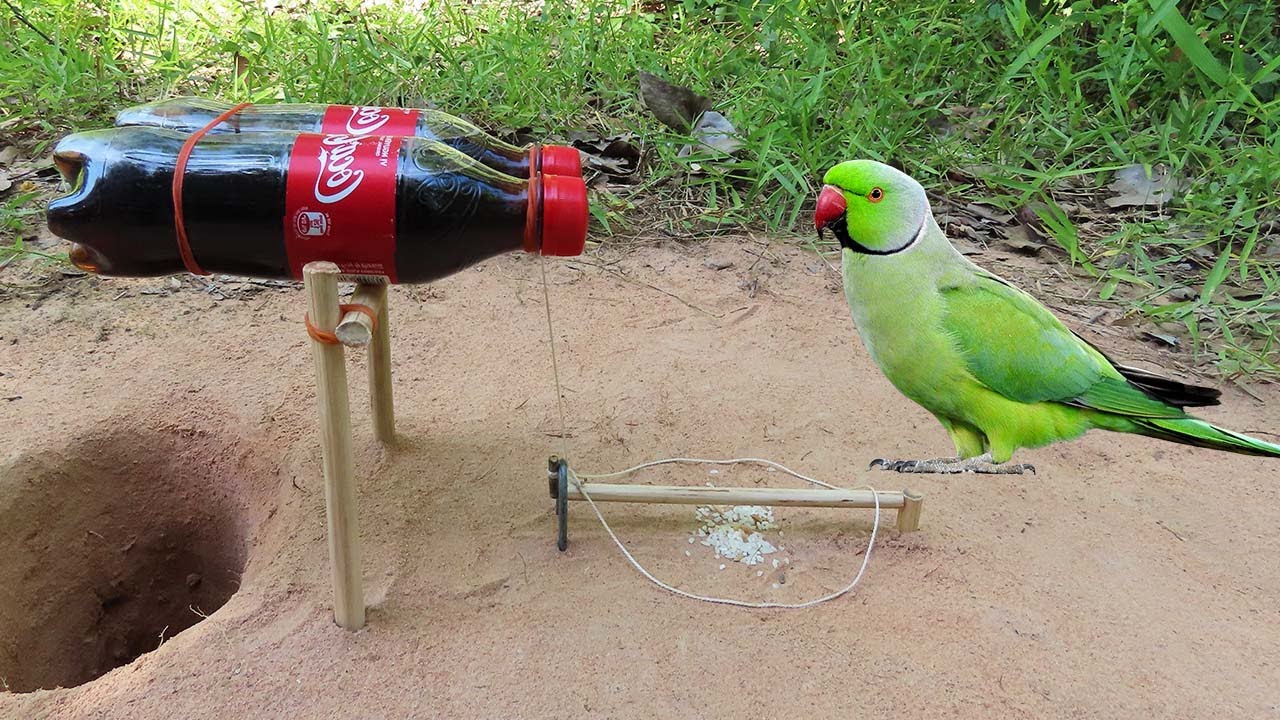 Very Easy Installing Parrot Trap Using 2 Coca-Cola Bottle And Wood ...