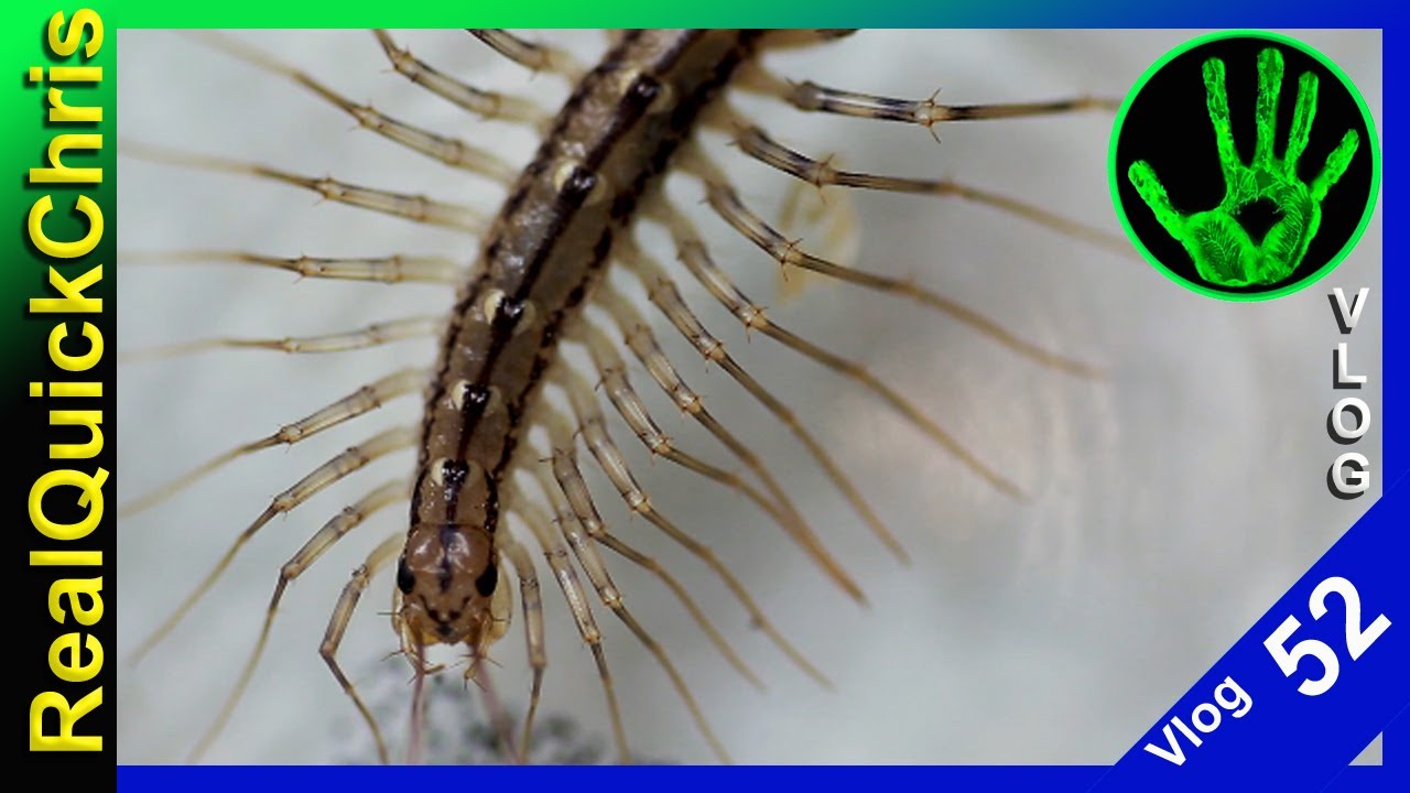 creepy bug with tons of legs very fast house centipede vlog 52 - YouTube