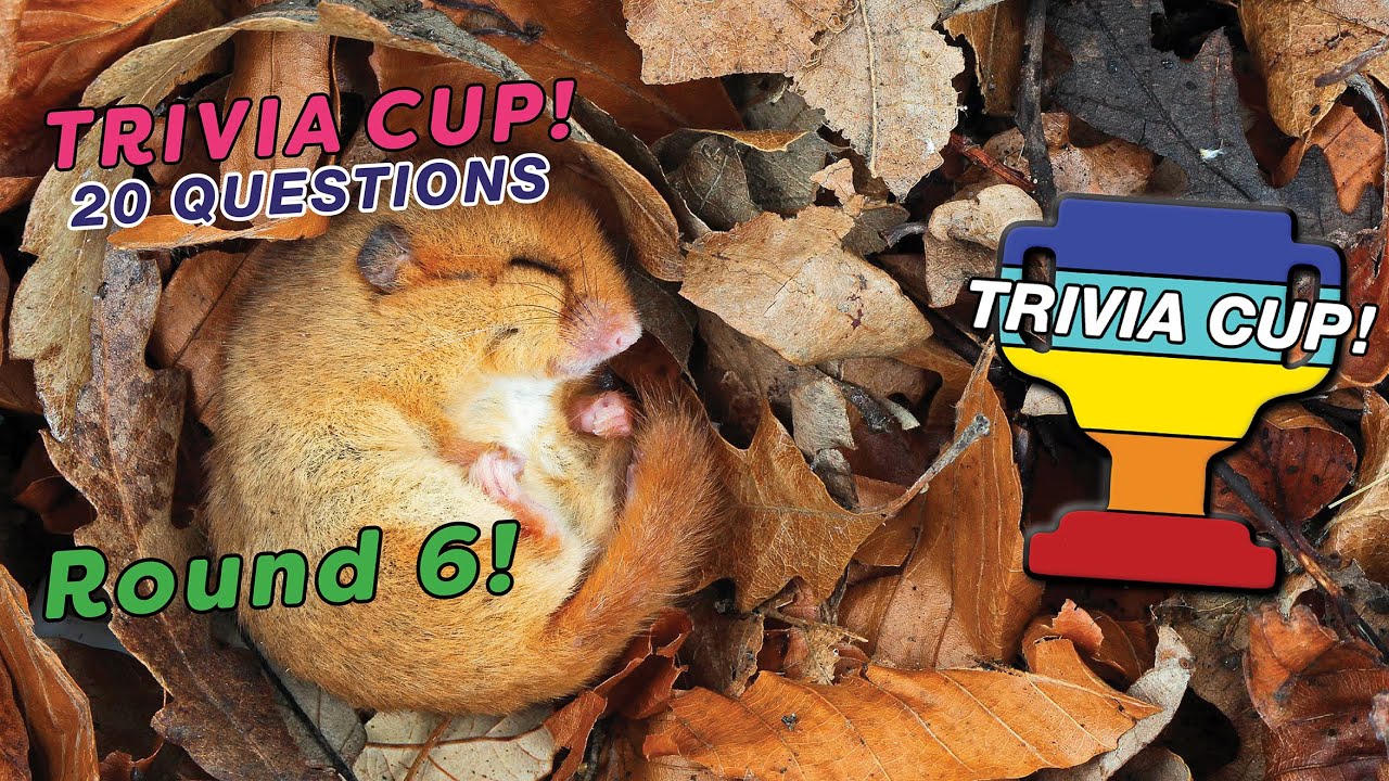 Trivia Cup Questions | Trivia Quiz Board Game - YouTube