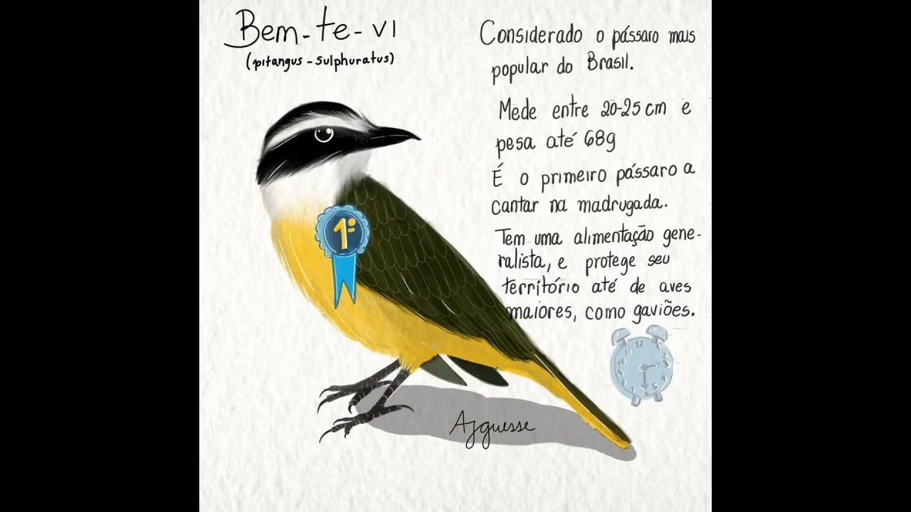 Drawing Great kiskadee (Bem-te-vi) - YouTube