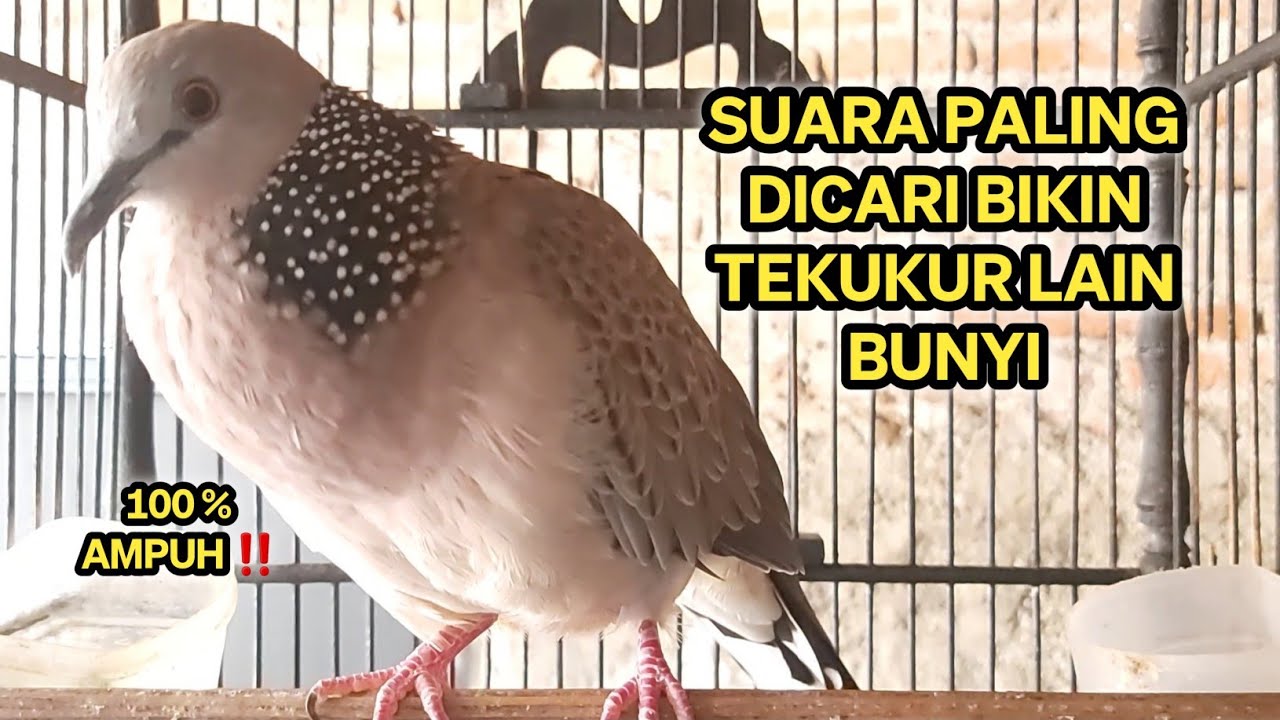 Tekukur gacor ‼️ Suara burung tekukur baru 2024 Efektif BUAT PIKAT dan ...