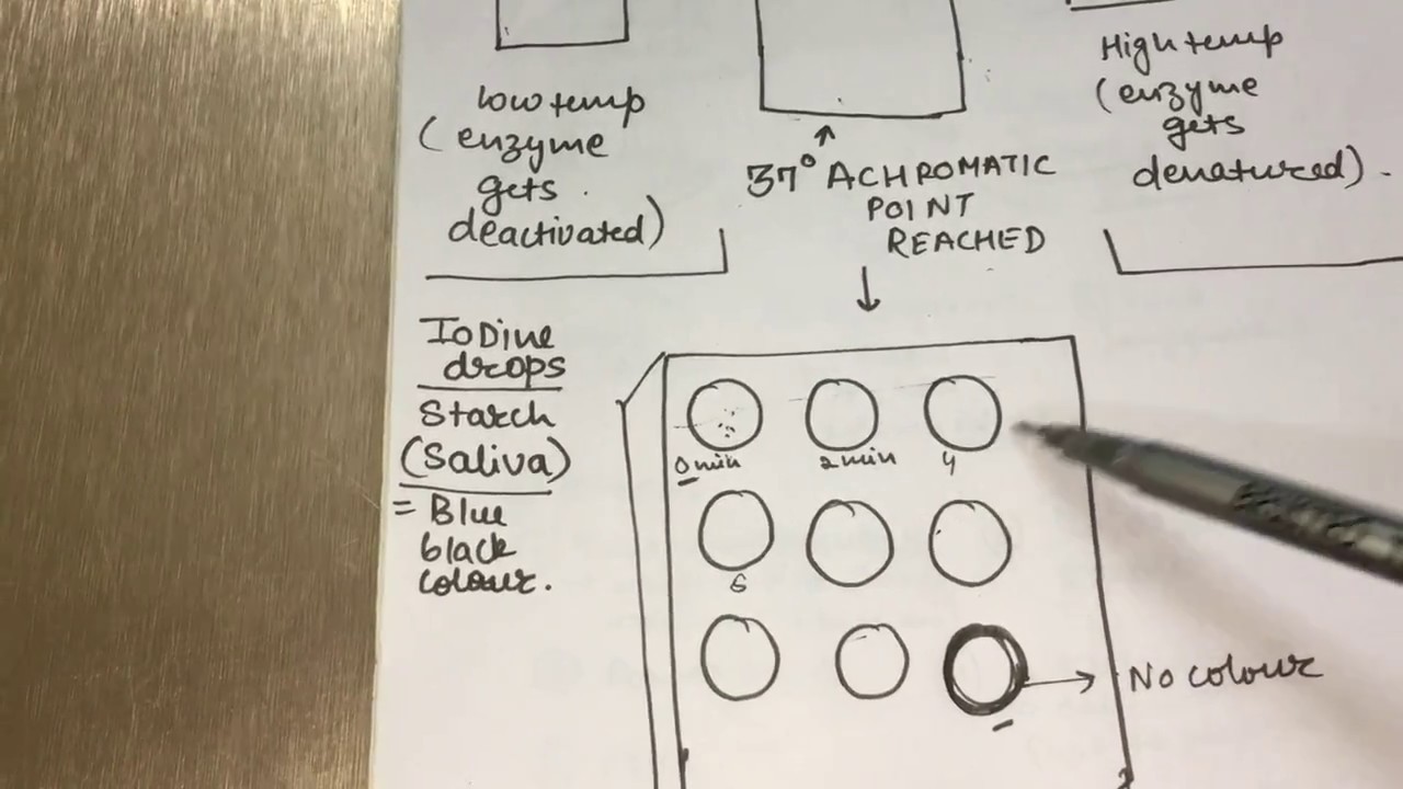 BIOLOGY BOARD PRACTICAL CLASS 12 { PART - 2 } , ACTION OF SALIVARY ...