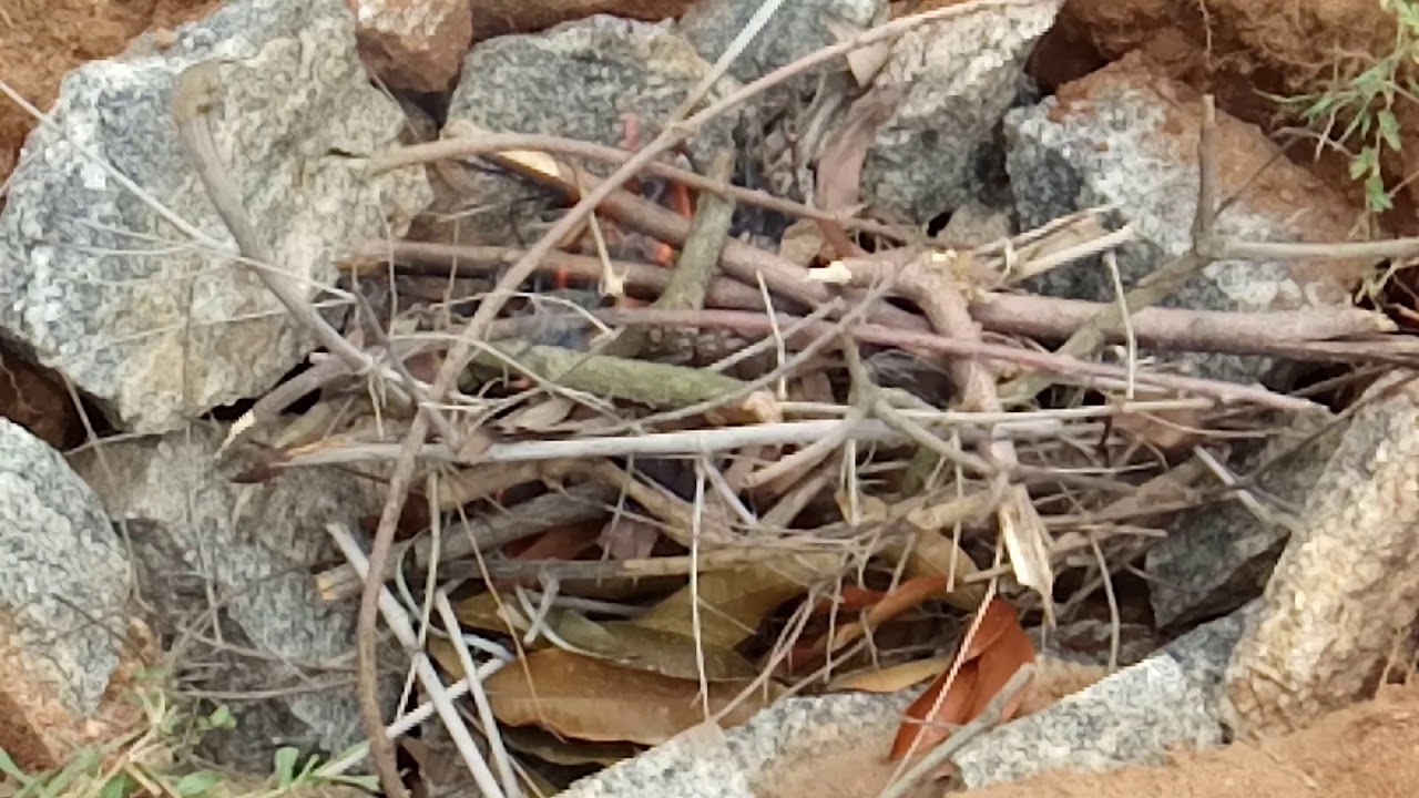 Cooking Chicken Underground hole using charcoal Part-1 - YouTube