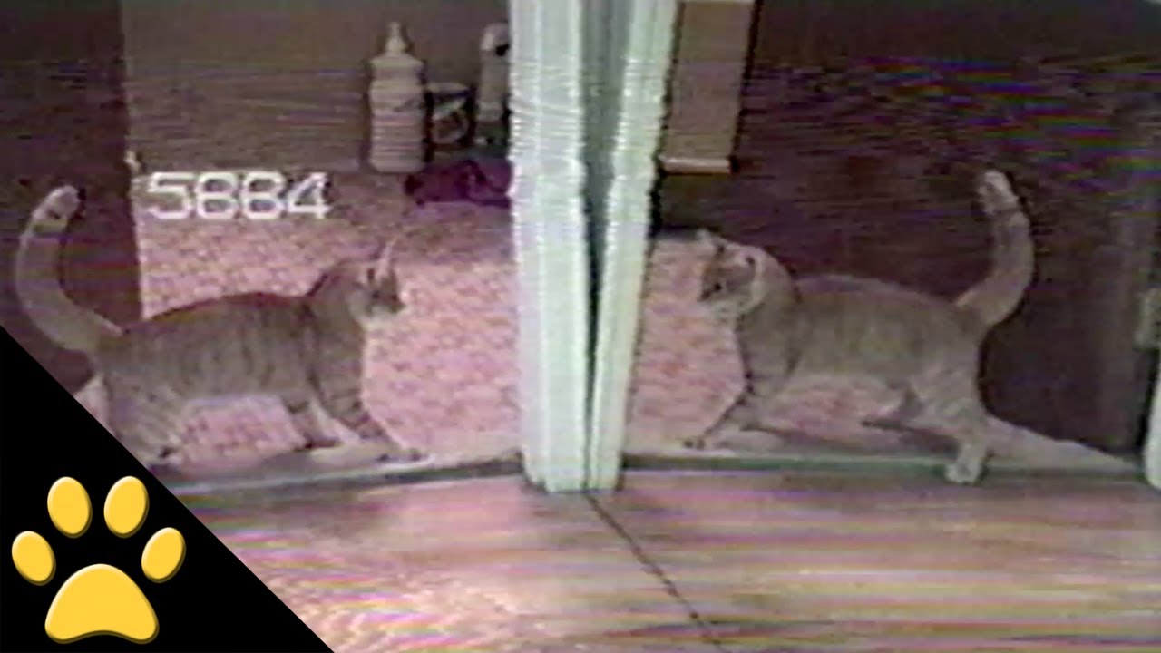 Mirror Cat YouTube mirror-cat-youtube