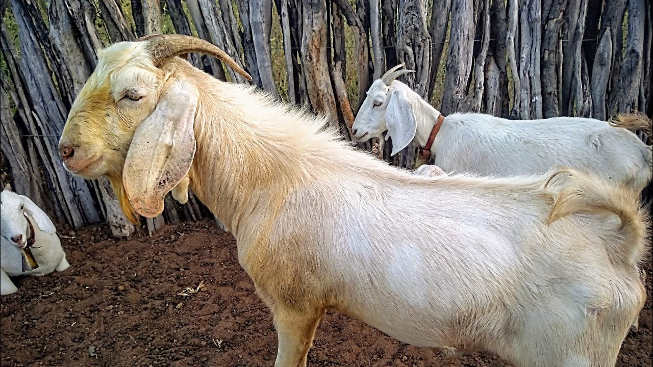 Porque alguns animais ruminam? Assista o vídeo e entenda melhor. - YouTube