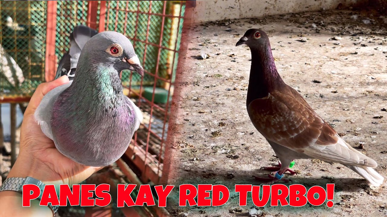 PALIT KALA PATI NA - YouTube