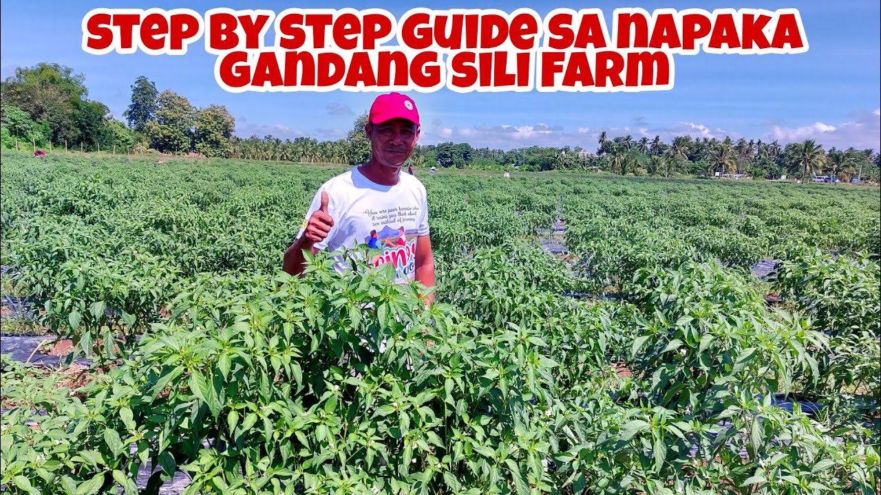5 Hektars Sili Farming- STEP by STEP Guide From Planting to Fruiting ...