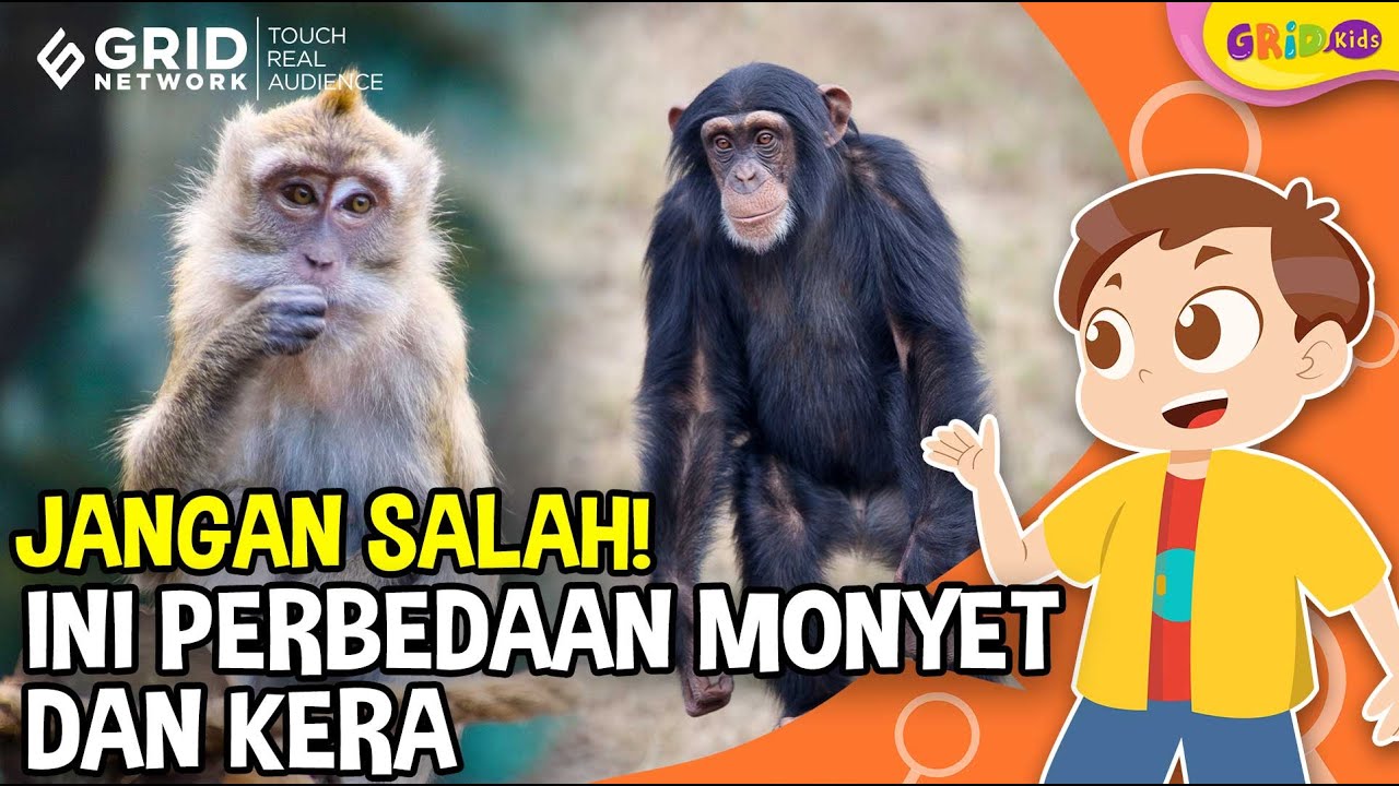 Perbedaan Monyet dan Kera yang Sering Dianggap Sama - YouTube
