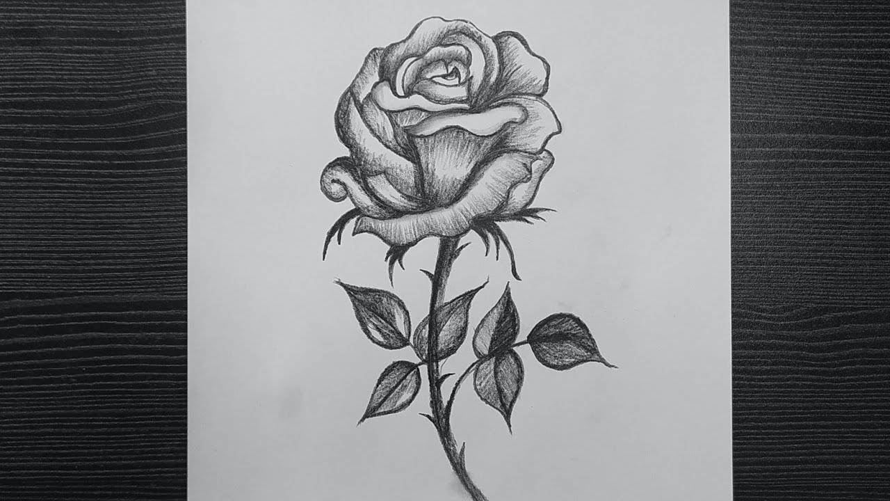 Rose Pencil Drawing || How To Draw Beautiful Rose || Realistic Rose ...