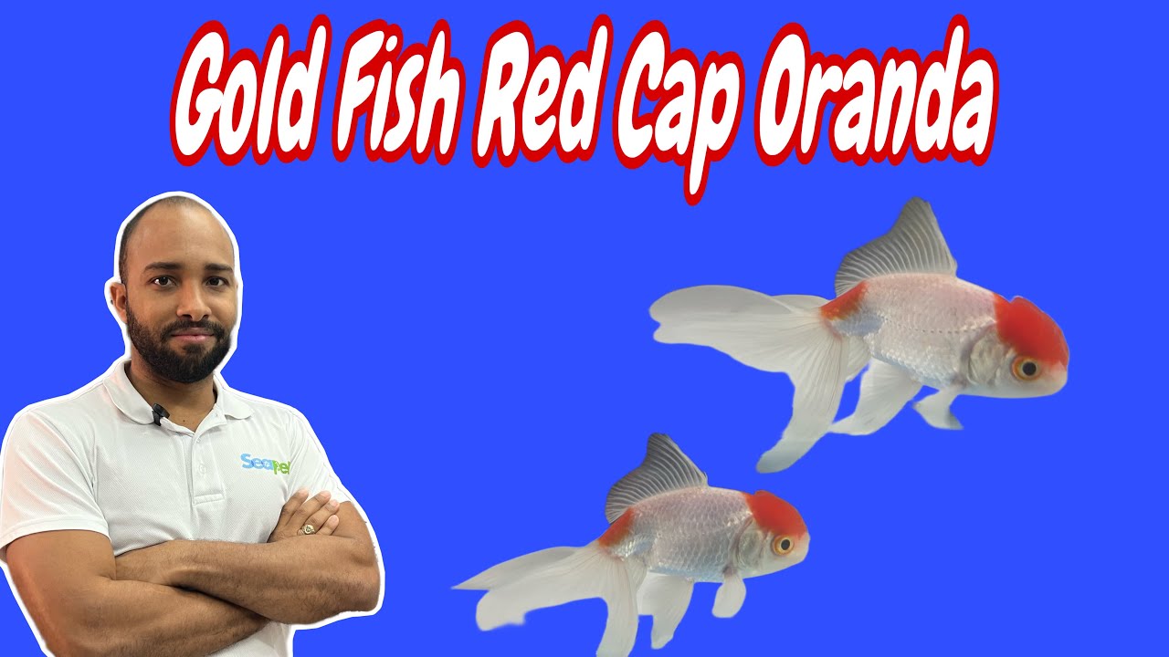 El Pez Gold Fish Red Cap Oranda - YouTube