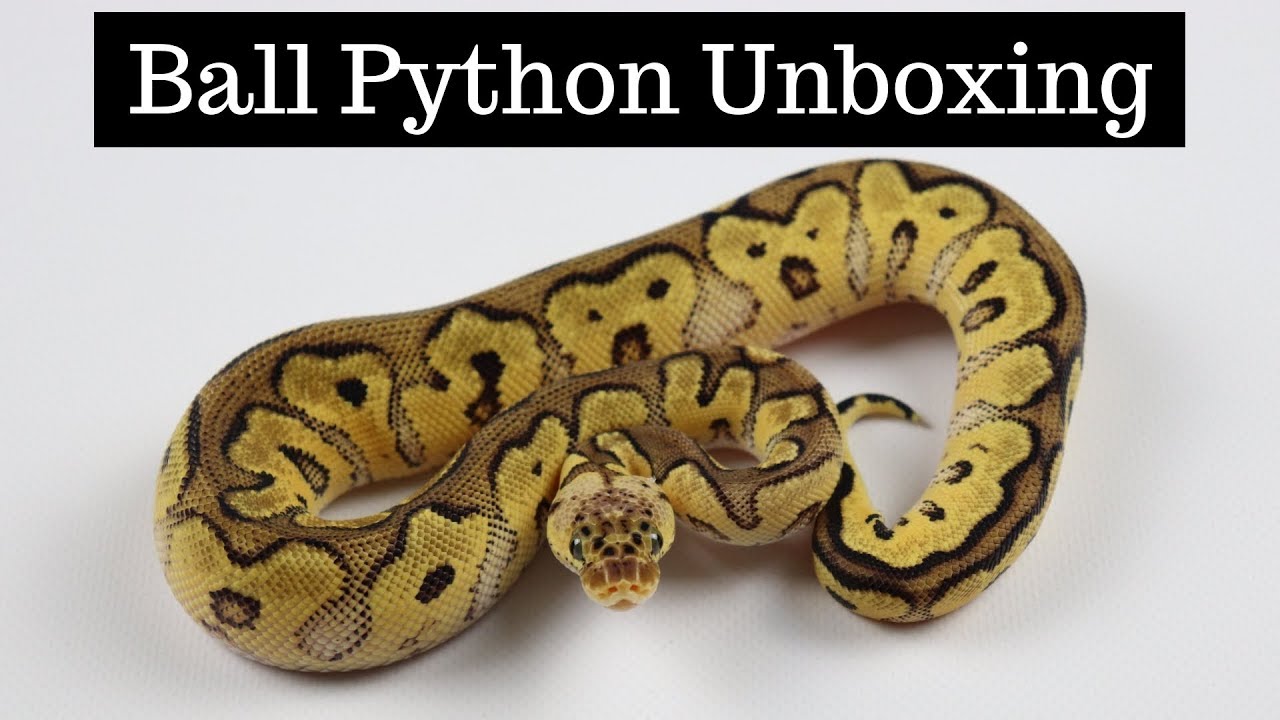 NEW Ball Python Unboxing From Mike Wilbanks - Benjamin's Exotics - YouTube