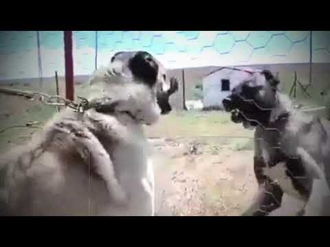 Anadolu Aslanlari #safkangal #bigdog #kurtcukangal #meydanci #dogfight #itdalasi #panterirki