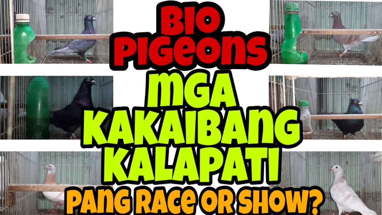 SOBRANG DAMING KALAPATI, ang gaganda, pangarera or pang show? Magkano ...