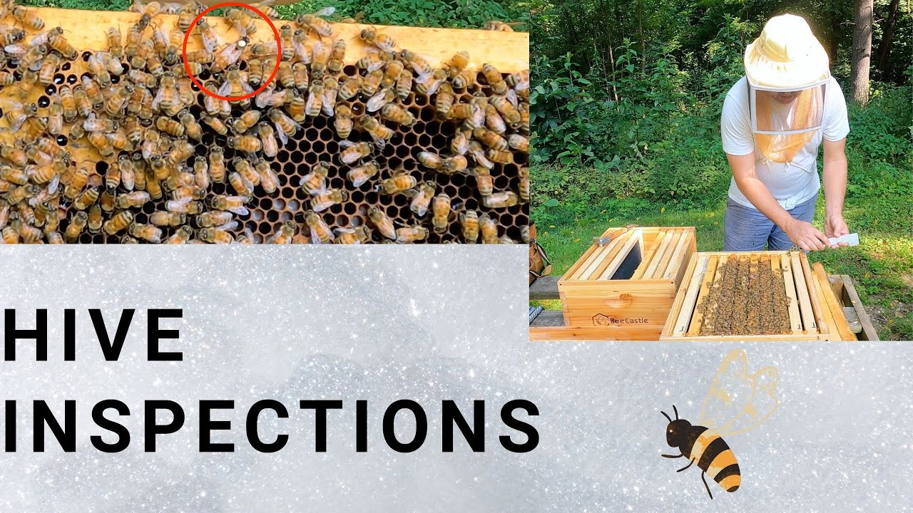 #beekeeping Expanding the Bee Castle, Checking for Cups. - YouTube