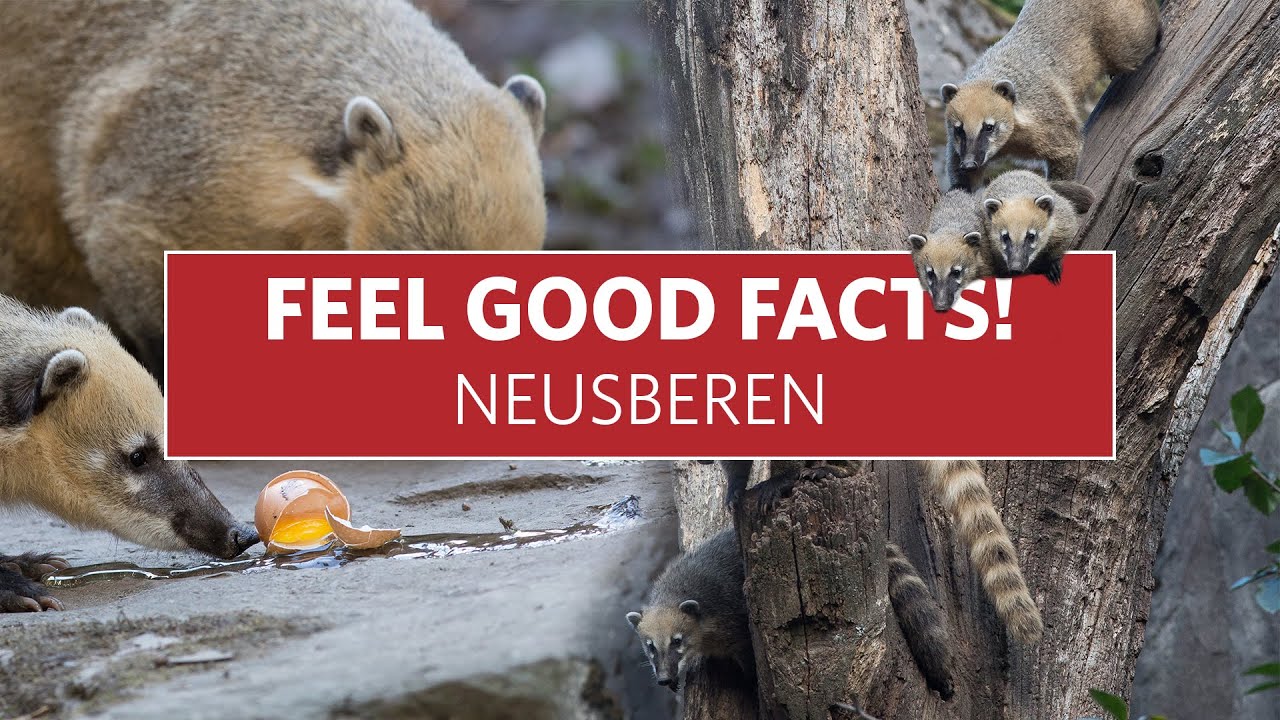 Feel Good Facts: Rode neusberen - YouTube