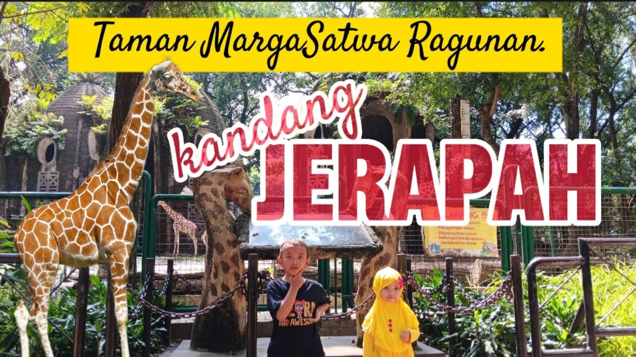 Eksplore Jerapah di Taman MargaSatwa Ragunan @AzamCool #ragunan # ...