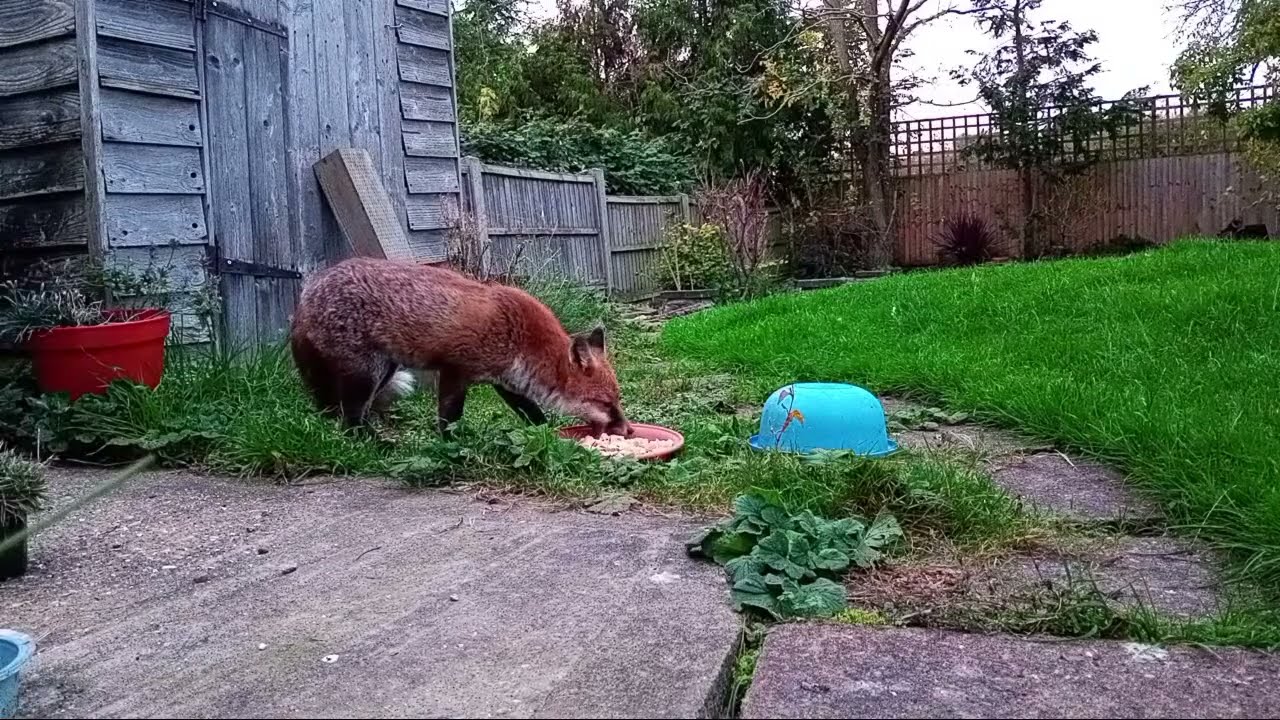 Fox live feeding - YouTube